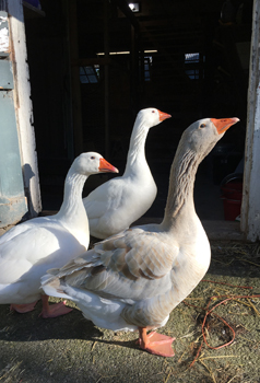 How to Guard Your Backyard Flock with Domestic Geese Breeds - Backyard ...